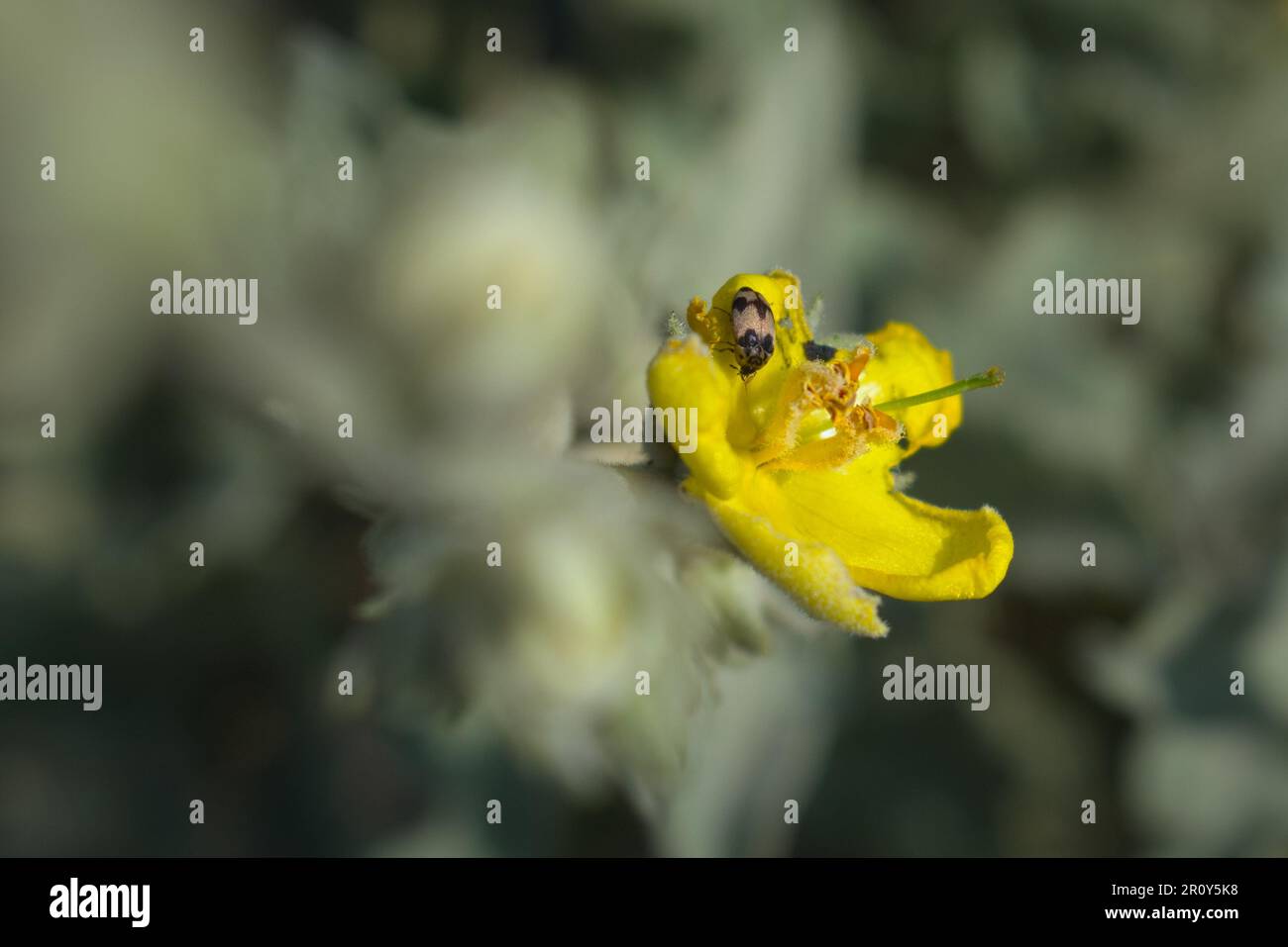 a bug on a yellow mullein flower Stock Photo - Alamy