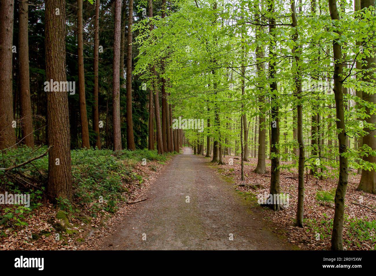 European beech (Fagus sylvatica) and Scotch pine (Pinus sylvestris ...