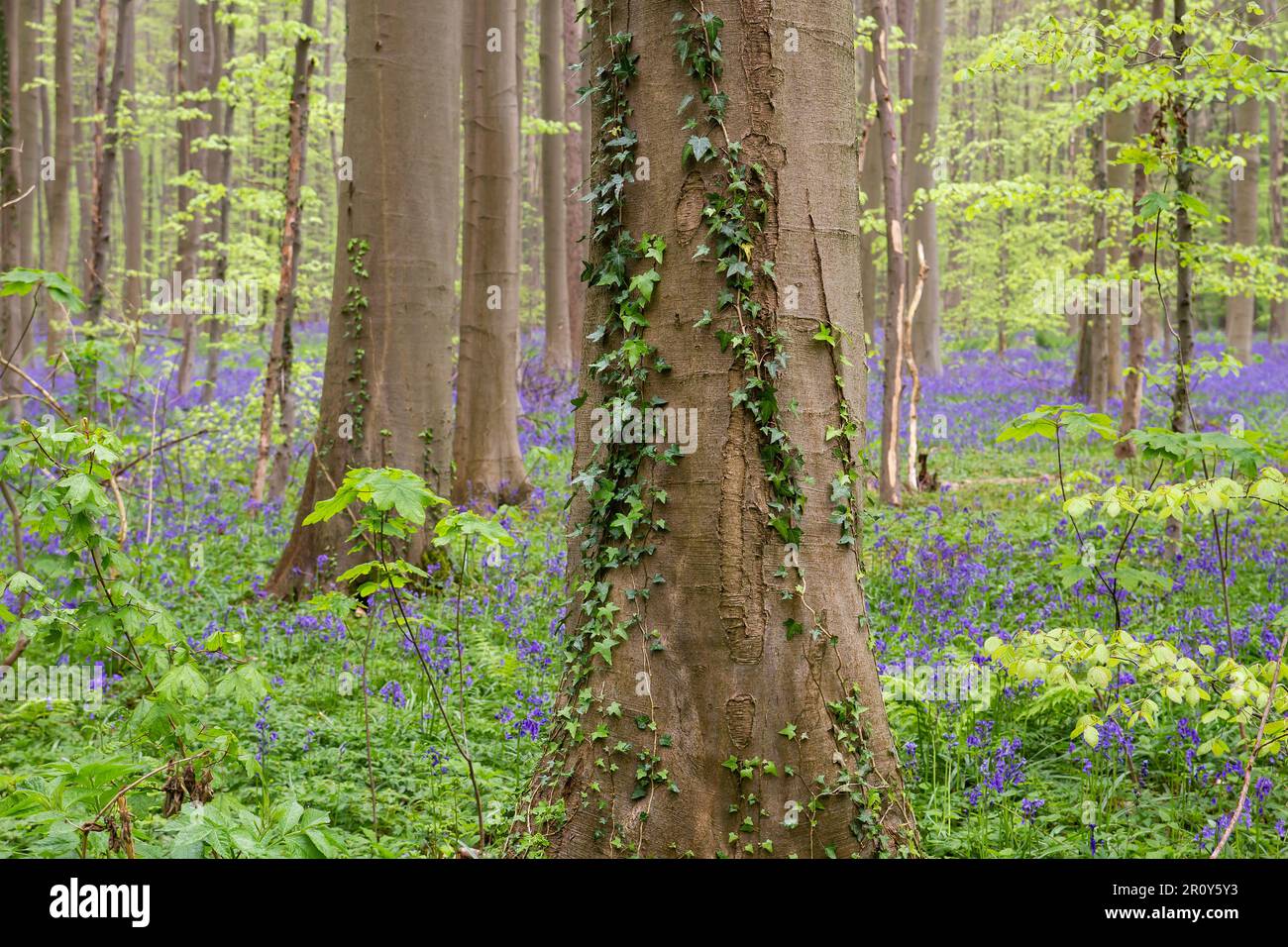 European beech trees (Fagus sylvatica) springtime forest with ...