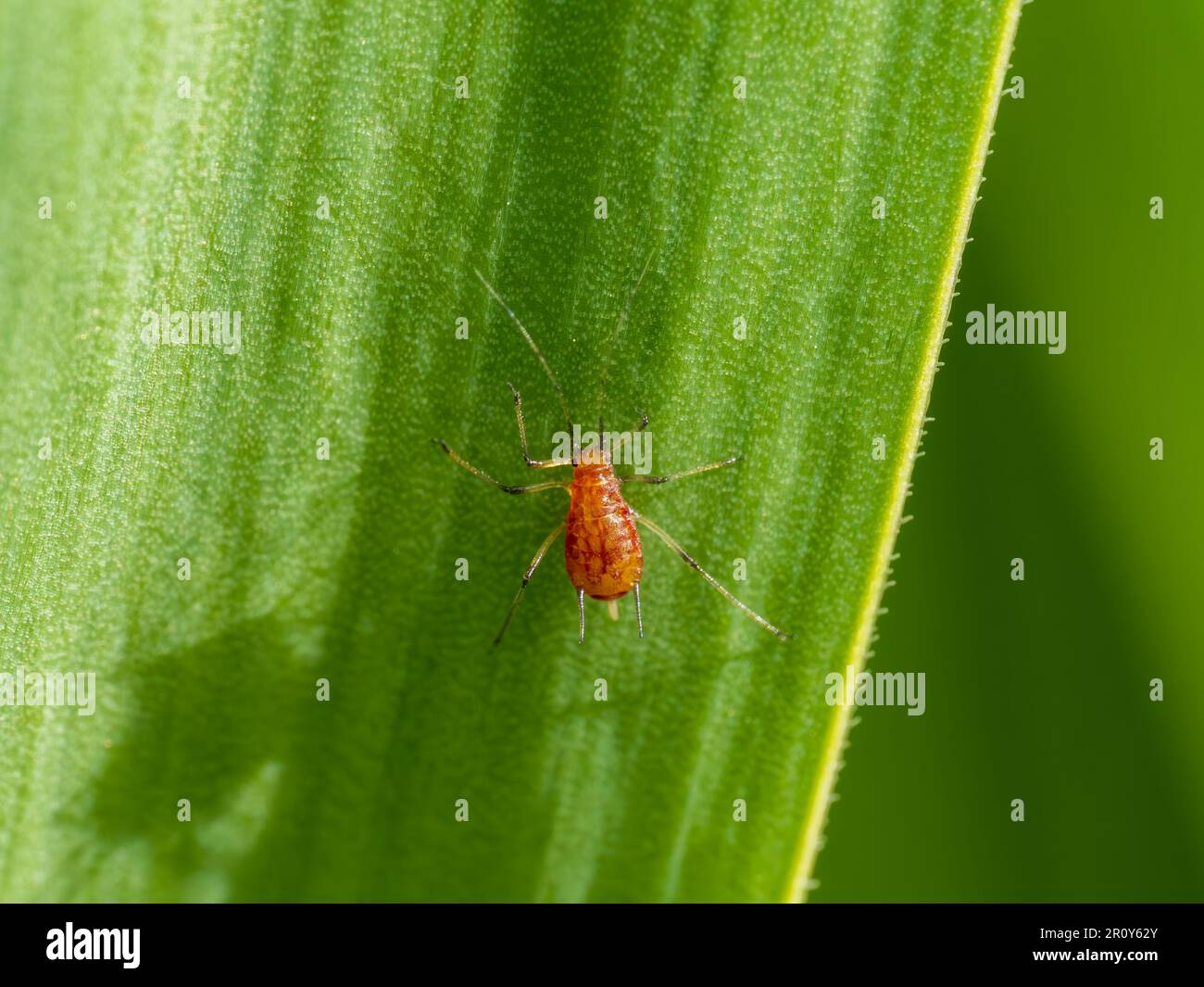 Common rose aphid hi-res stock photography and images - Alamy