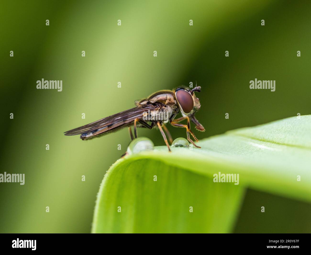 Macro of a Fly on a Bluebell Leaf Stock Photo - Alamy