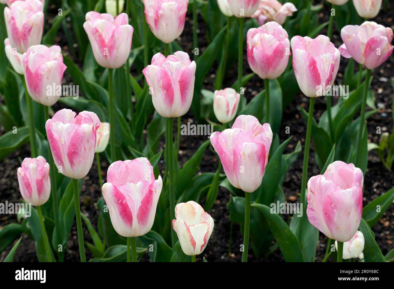 Close-up or rows of Variegated Tulips, growing in the kitchen Garden of ...