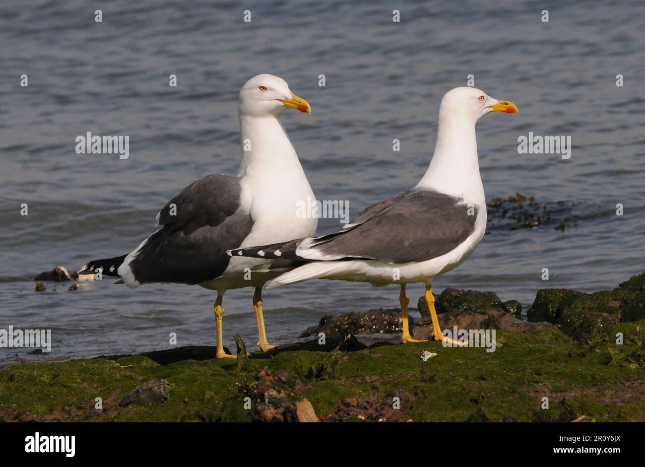 GREAT BLACK BACKED GULLS , CASTLE SHORE PARK, PORTCHESTER, HANTS PIC ...
