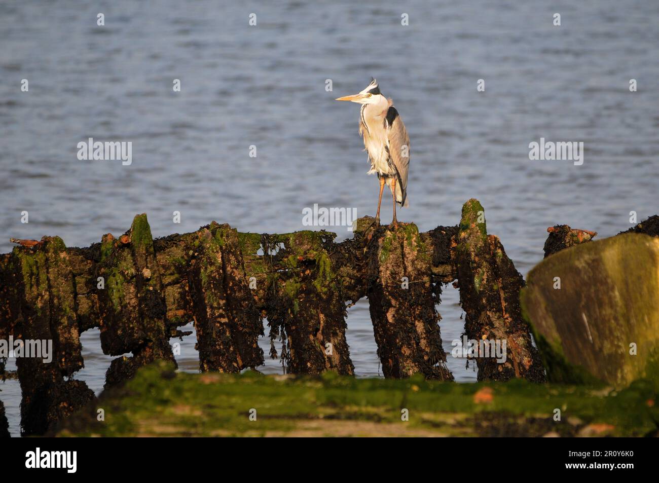 GREY HERON ON A WRECK, CASTLE SHORE PARK, PORTCHESTER, HANTS. PIC MIKE ...