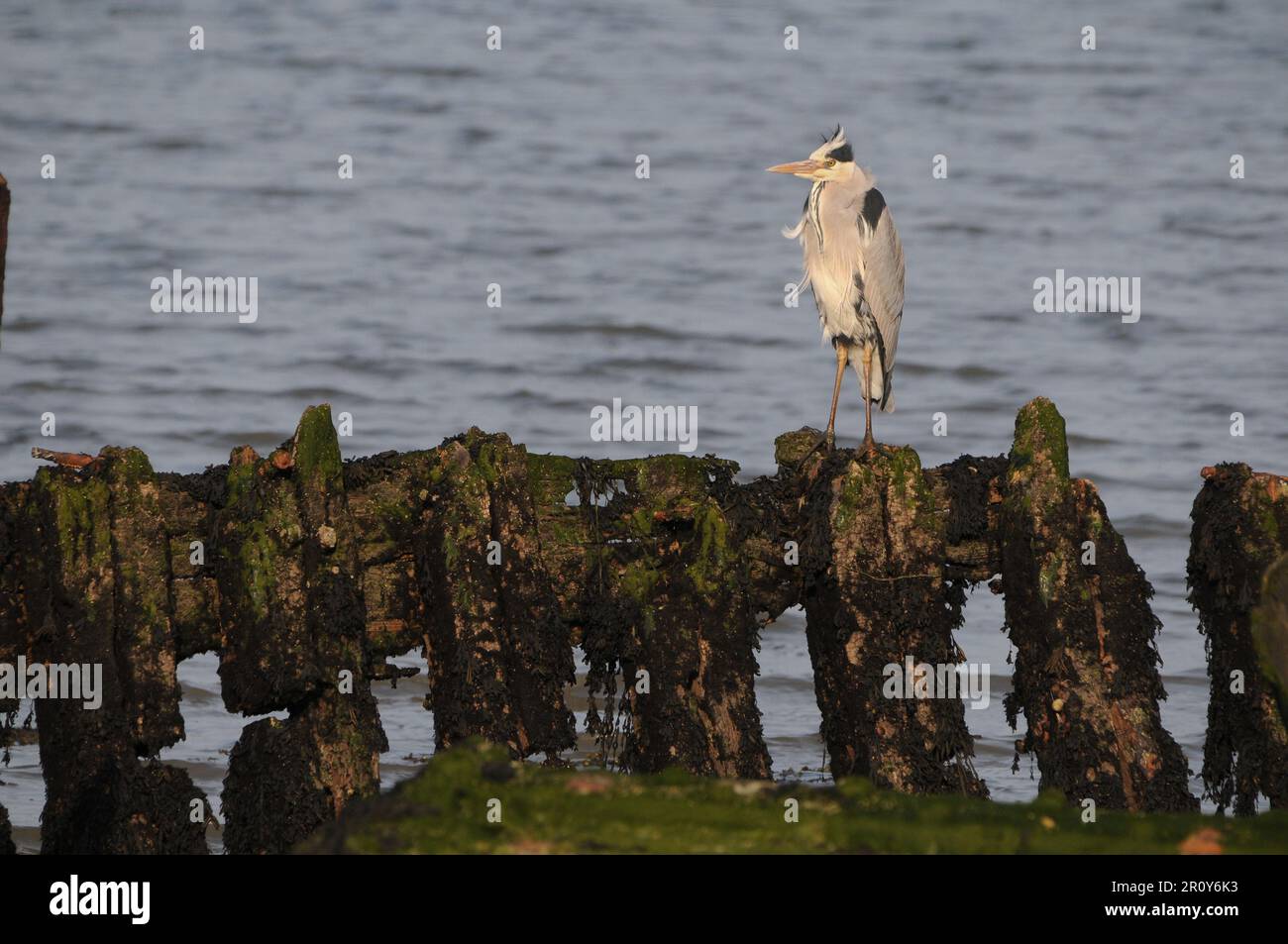 GREY HERON ON A WRECK, CASTLE SHORE PARK, PORTCHESTER, HANTS. PIC MIKE ...