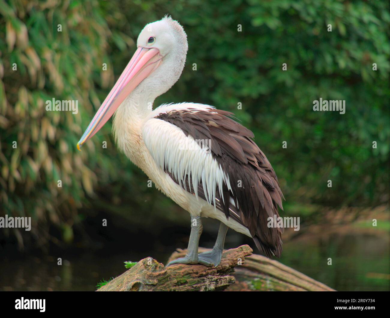 An Australian pelican (Pelecanus conspicillatus) on a dead tree lying ...
