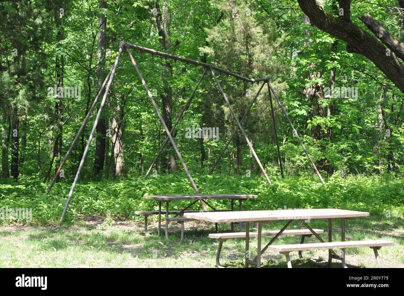 Abandoned swing set and benches amongst bushes and trees Stock Photo ...