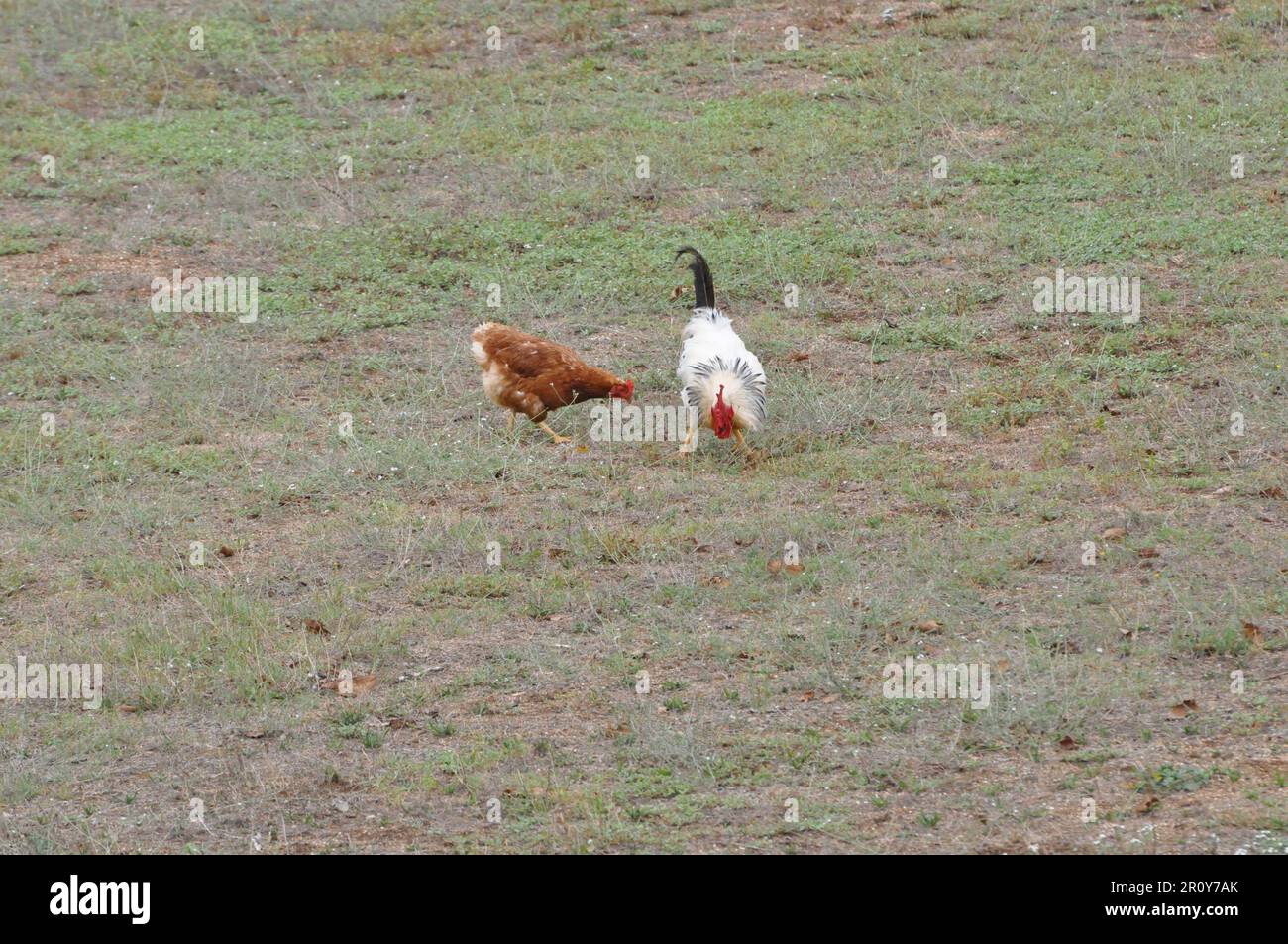 A white rooster and brown chicken scratching the ground in a grassy ...