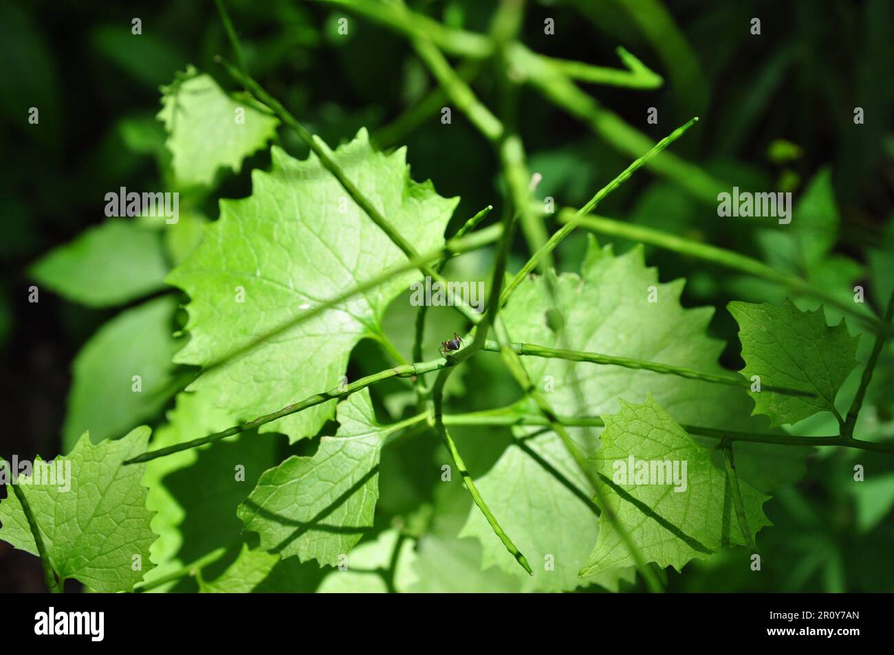Spider at their natural habitat hi-res stock photography and images - Alamy