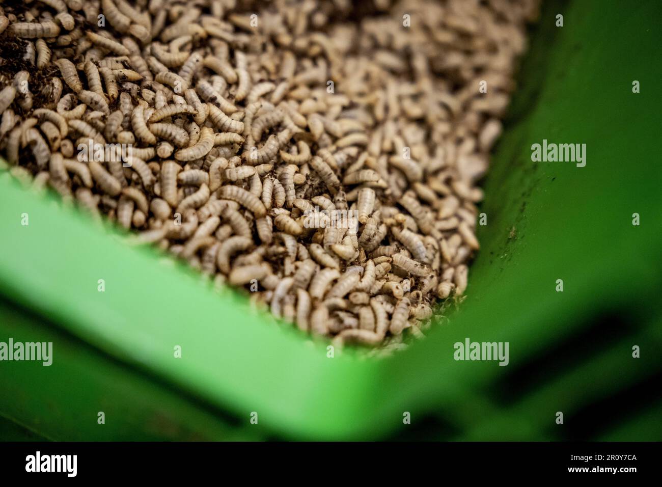 Insectenkweker hi-res stock photography and images - Alamy