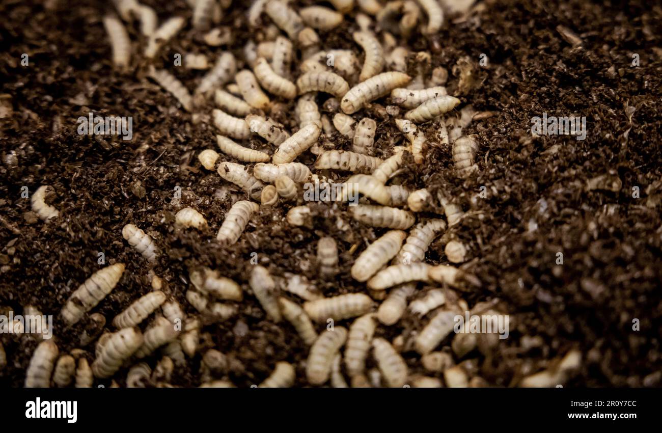 Food chain insect breeder hi-res stock photography and images - Alamy