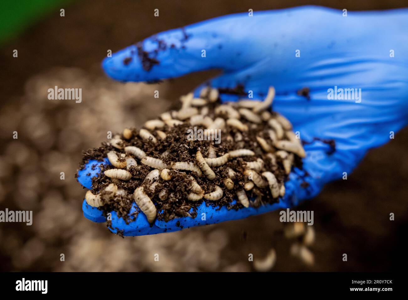 BERGEN OP ZOOM - Larvae of soldier flies (Hermetia illucens) at Protix ...