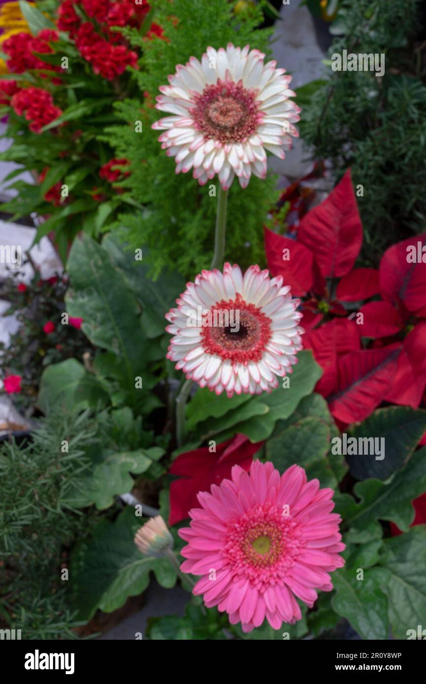 Petal sizes hi-res stock photography and images - Alamy