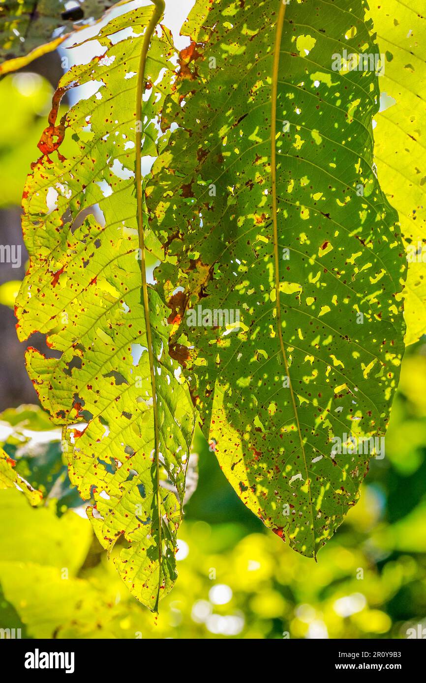 Leaves with holes eaten by insects in the Biological Reserve at the ...