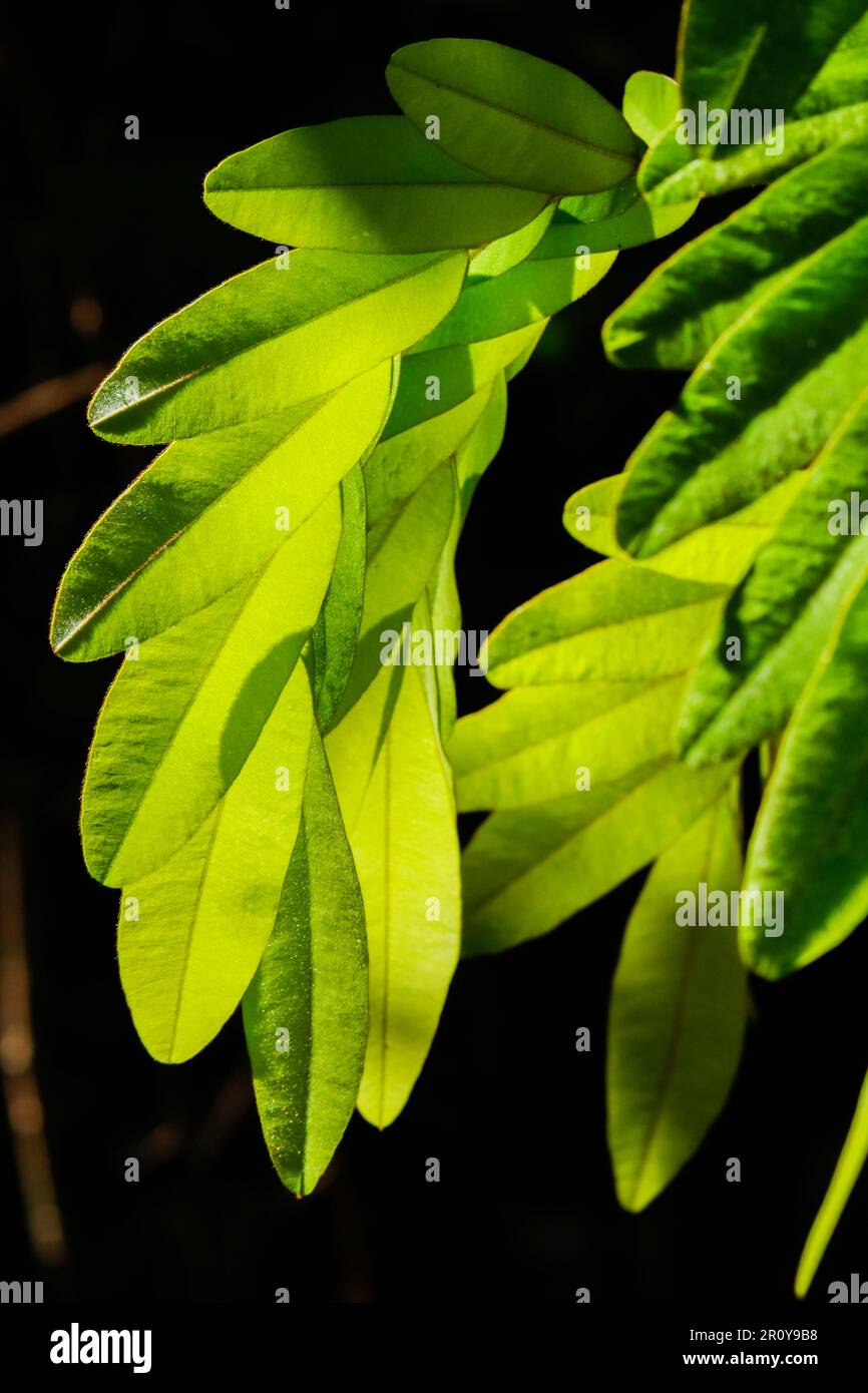 Sunlit forest tree leaves in the Biological Reserve at the Nosara River ...