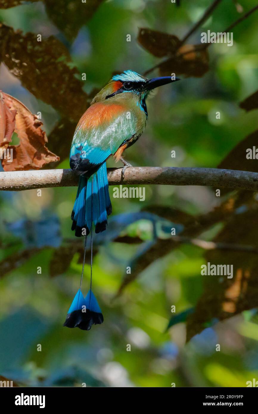 The beautiful Guardabarranco bird (turquoise-browed motmot), the ...