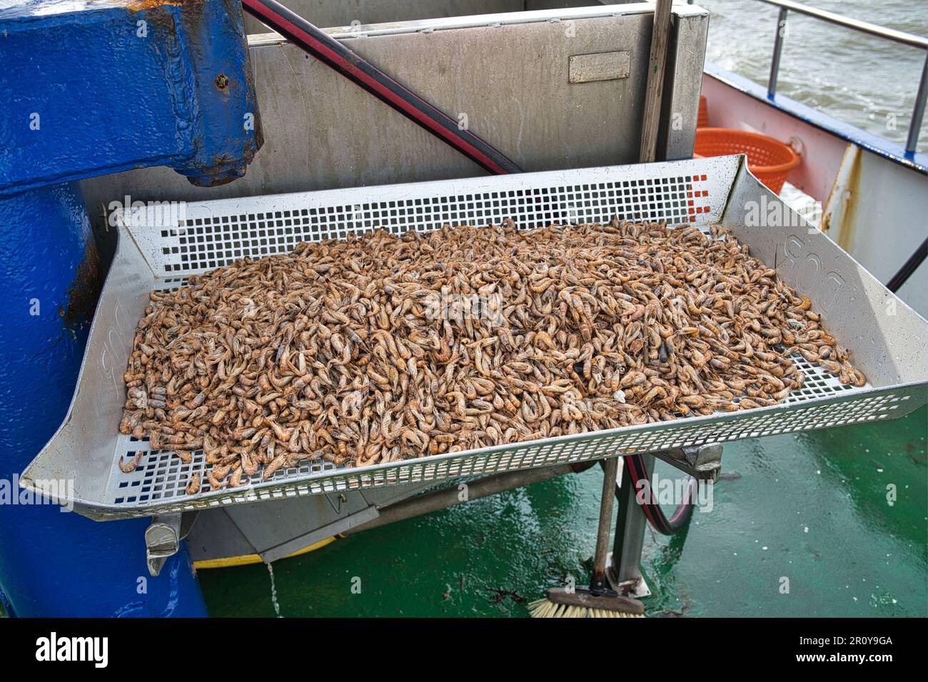 Krabbenfischer, Krabbenkutter, Schleppnetz, Trawl, Trawl net, Nordsee ...