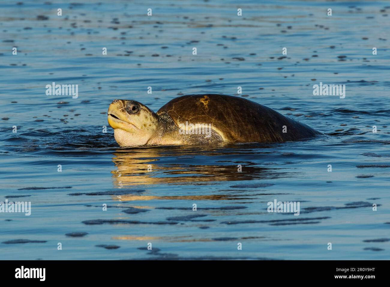 Olive Ridley turtle leaves beach after laying eggs in nest at this ...