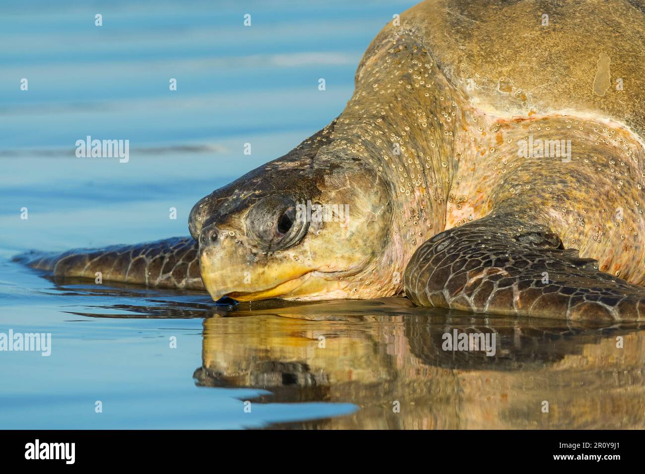 Olive Ridley turtle comes ashore to nest at this crucial beach refuge ...