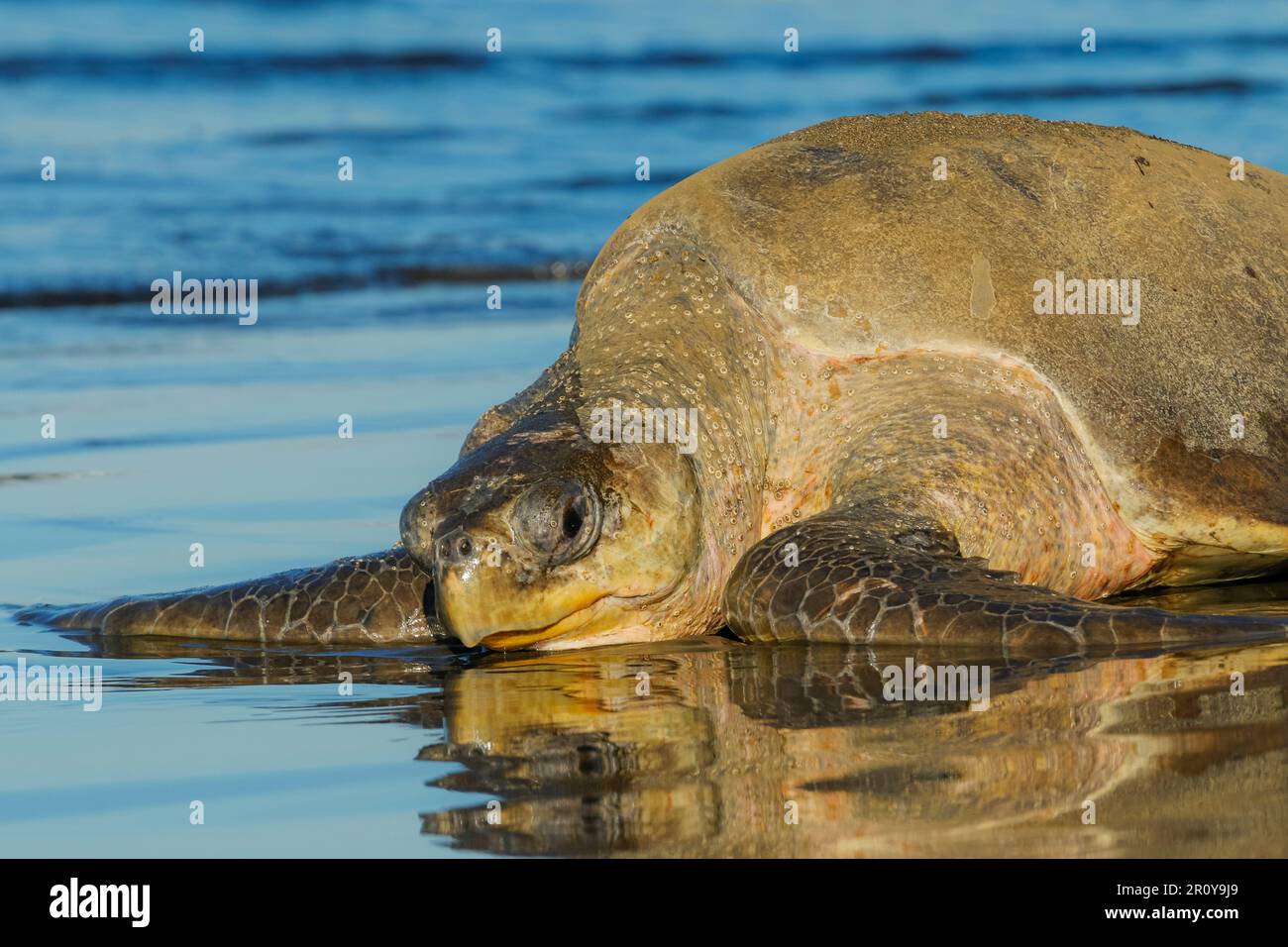 Olive Ridley turtle comes ashore to dig nest hole & lay eggs at this ...