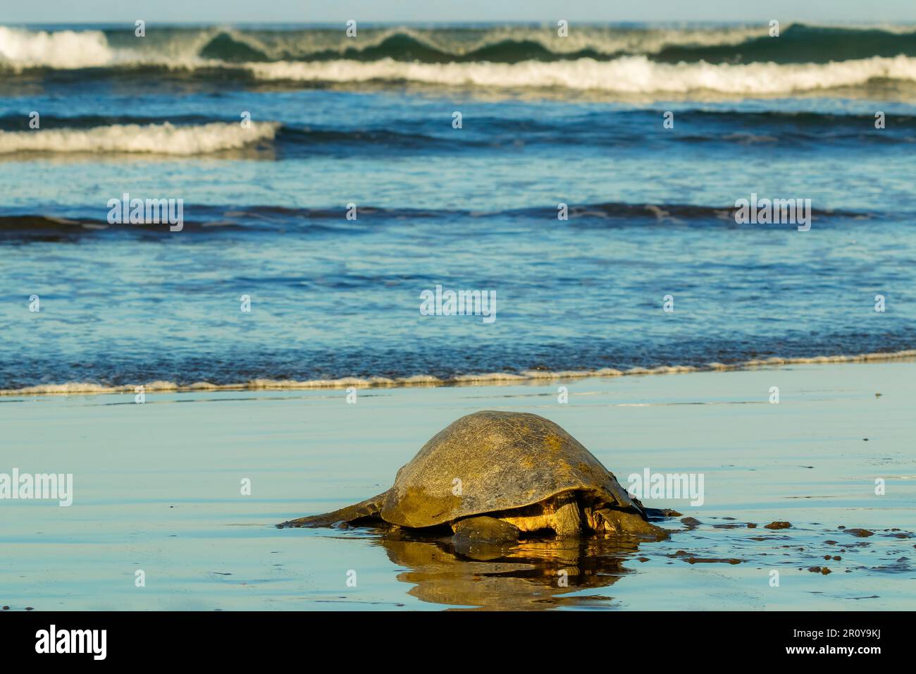 Olive Ridley turtle leaves beach after laying eggs in nest at this ...