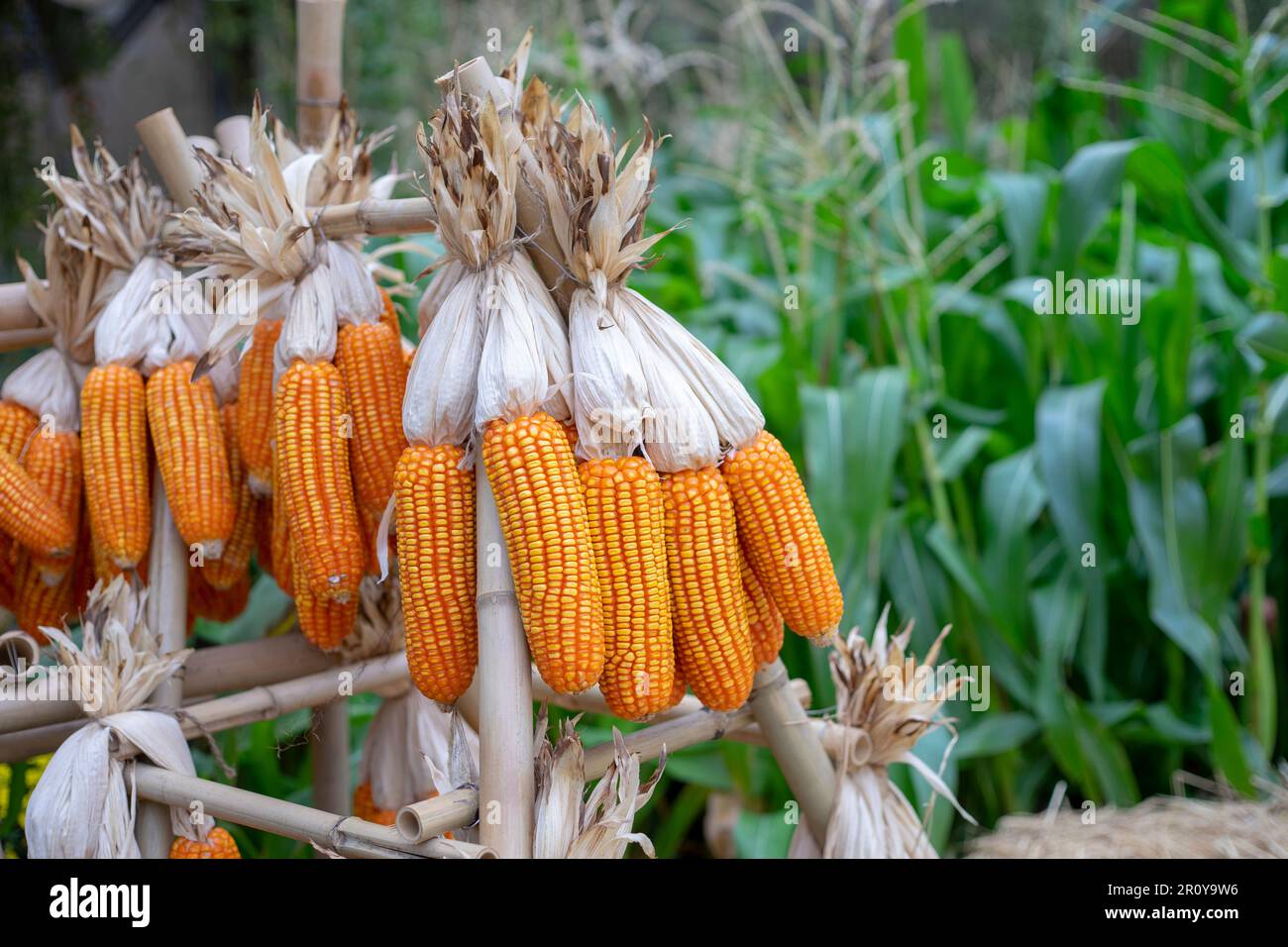yellow corn as seed for future crops Stock Photo - Alamy