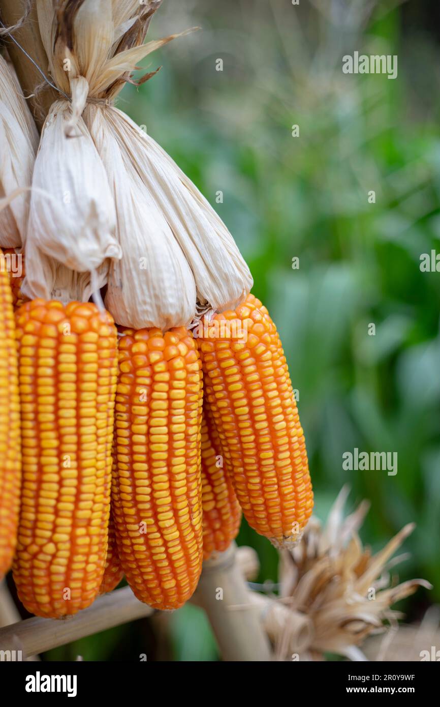 yellow corn as seed for future crops Stock Photo - Alamy