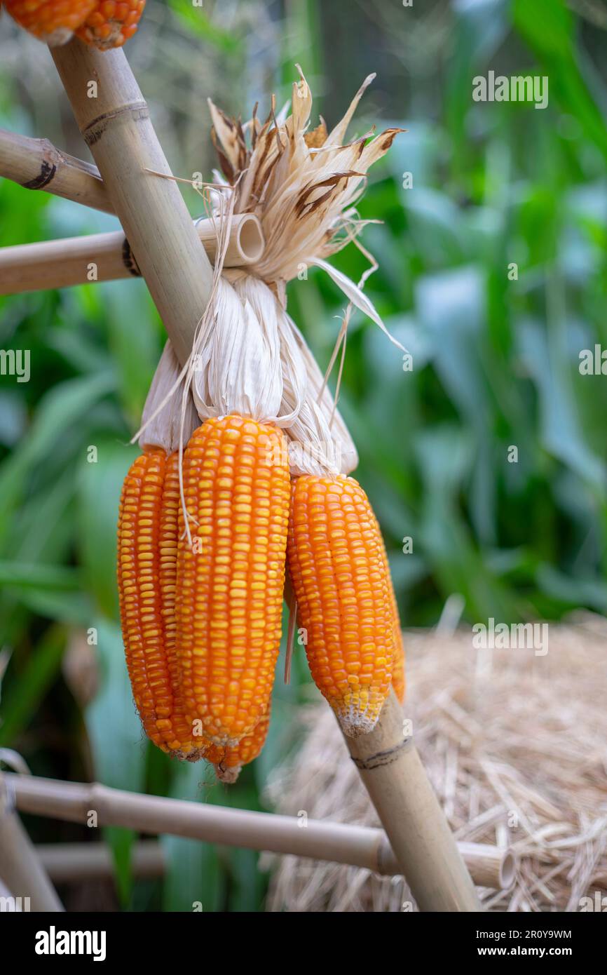 yellow corn as seed for future crops Stock Photo - Alamy