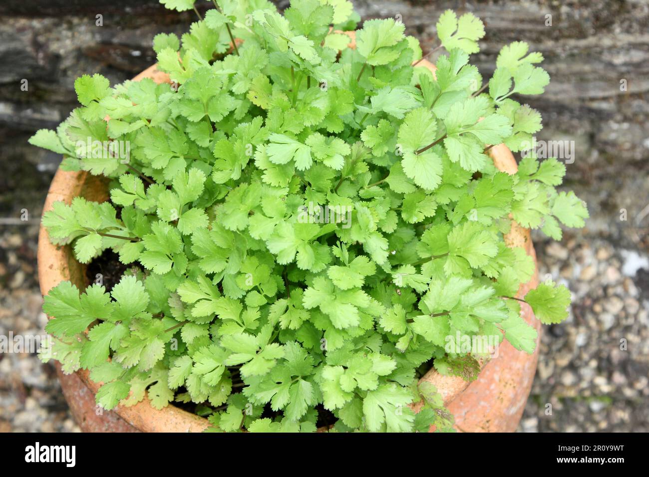 Coriander growing in a pot Stock Photo - Alamy