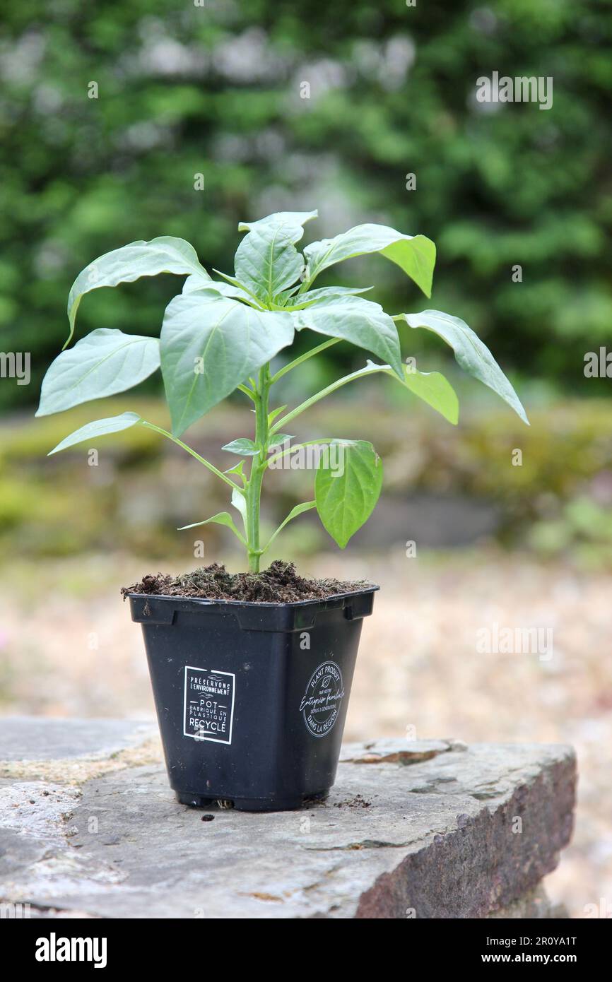 Sweet pepper plant hi-res stock photography and images - Alamy
