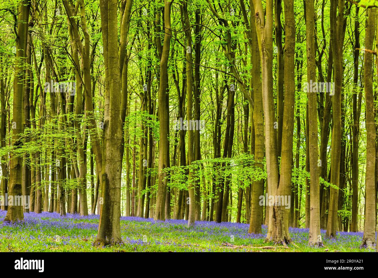 Kent kings wood spring hi-res stock photography and images - Alamy