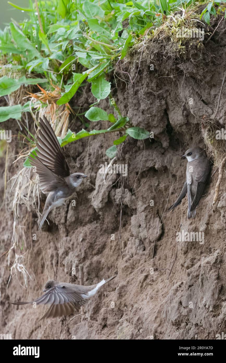 Sandmartins (Riparia riparia) on the banks of the River Tay, Perth ...
