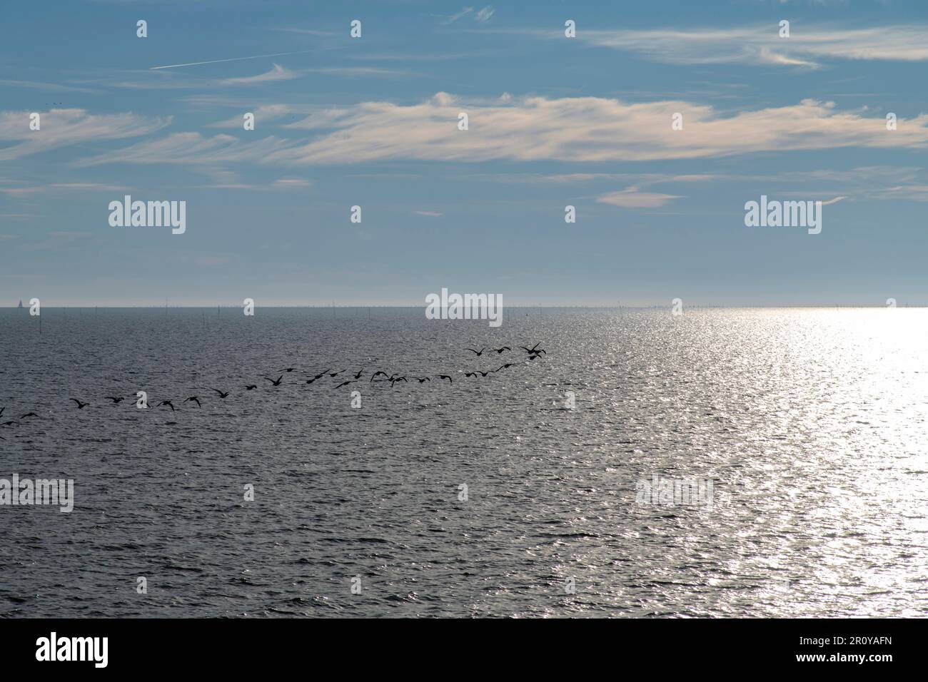 Panoramic view over the sea with silhouette of large group of birds ...