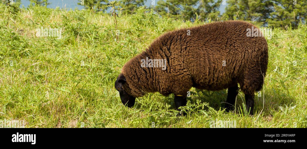 One fluffy brown sheep in a green pasture. Brown sheep on green grass ...