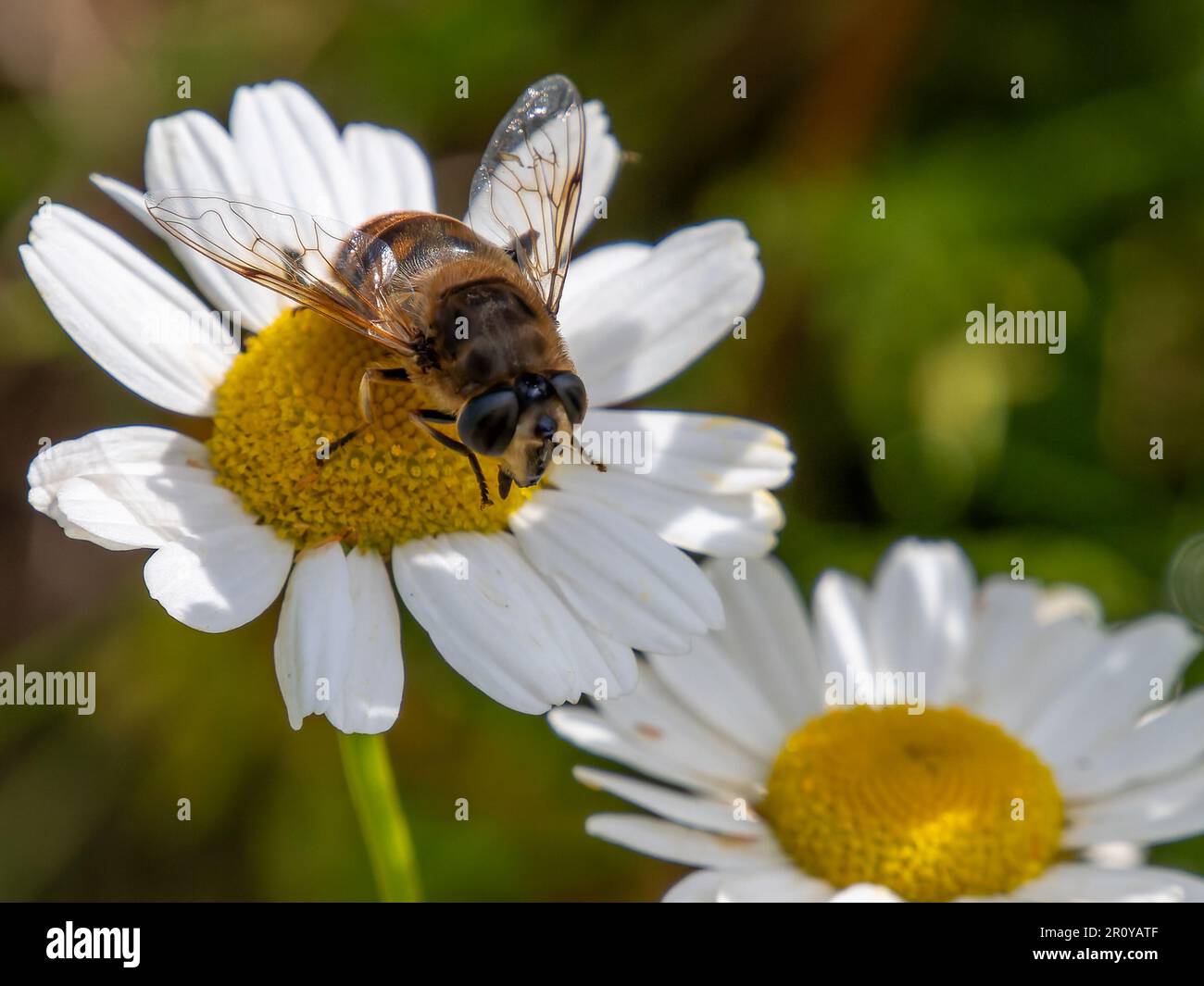small bee-like fly sits on a white daisy flower on a summer day. Insect ...