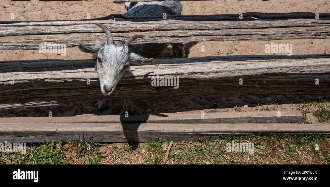 Rural fencing fence goat hi-res stock photography and images - Alamy