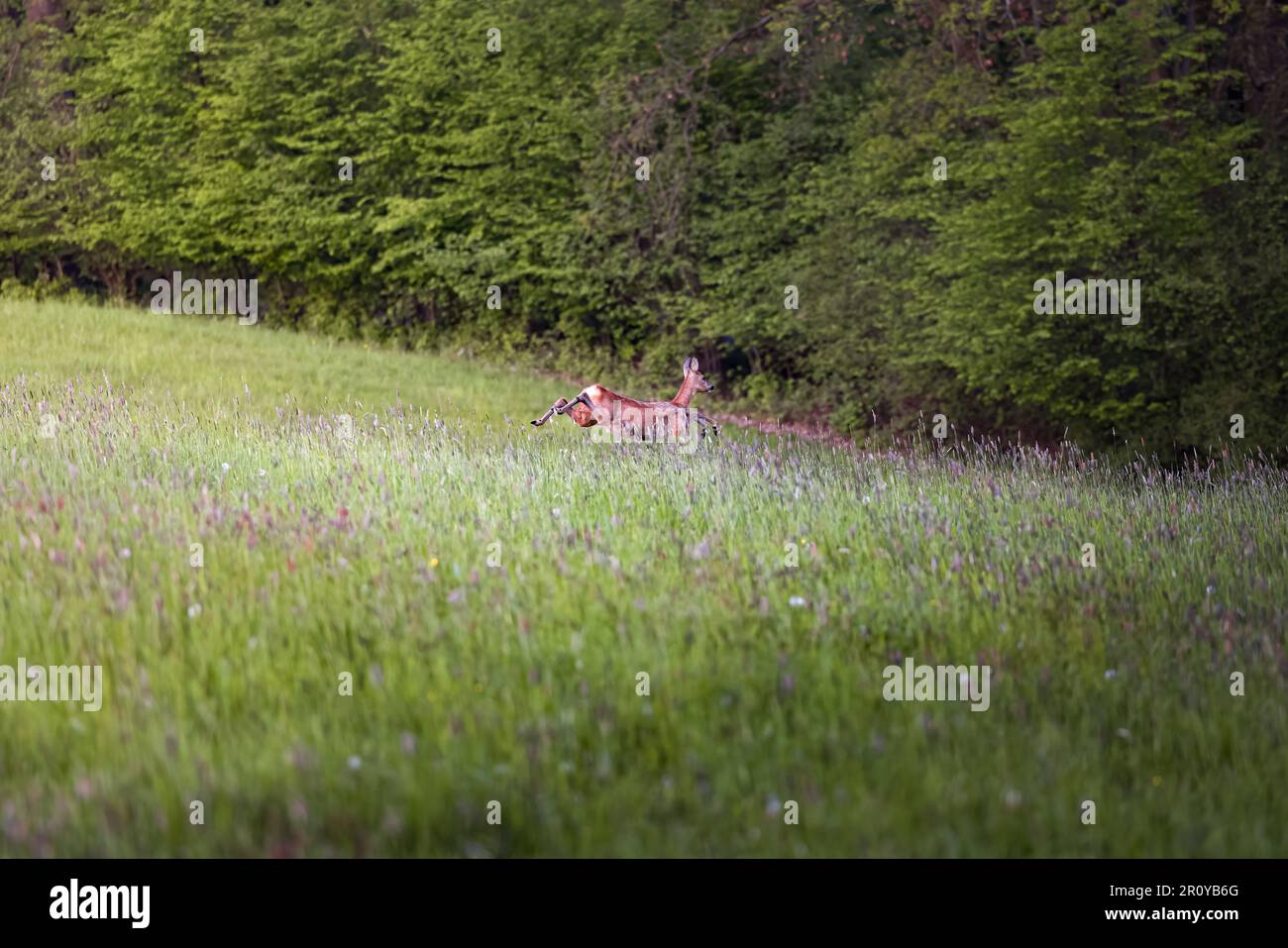 Deer jumping on a green field with a forest in the background in warm ...