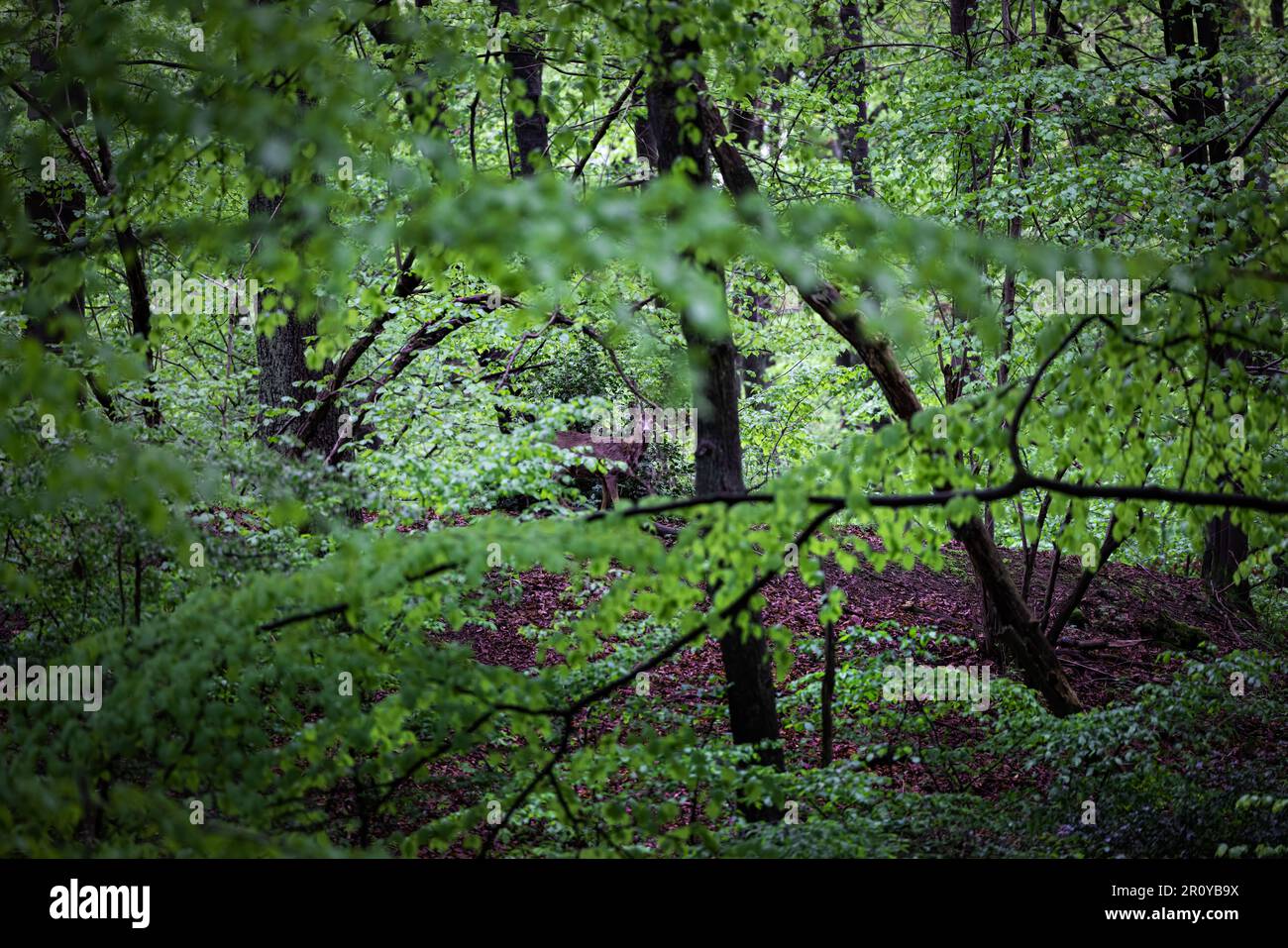 Roe buck, deer, in the woods, in a green forest in Germany, Europe ...