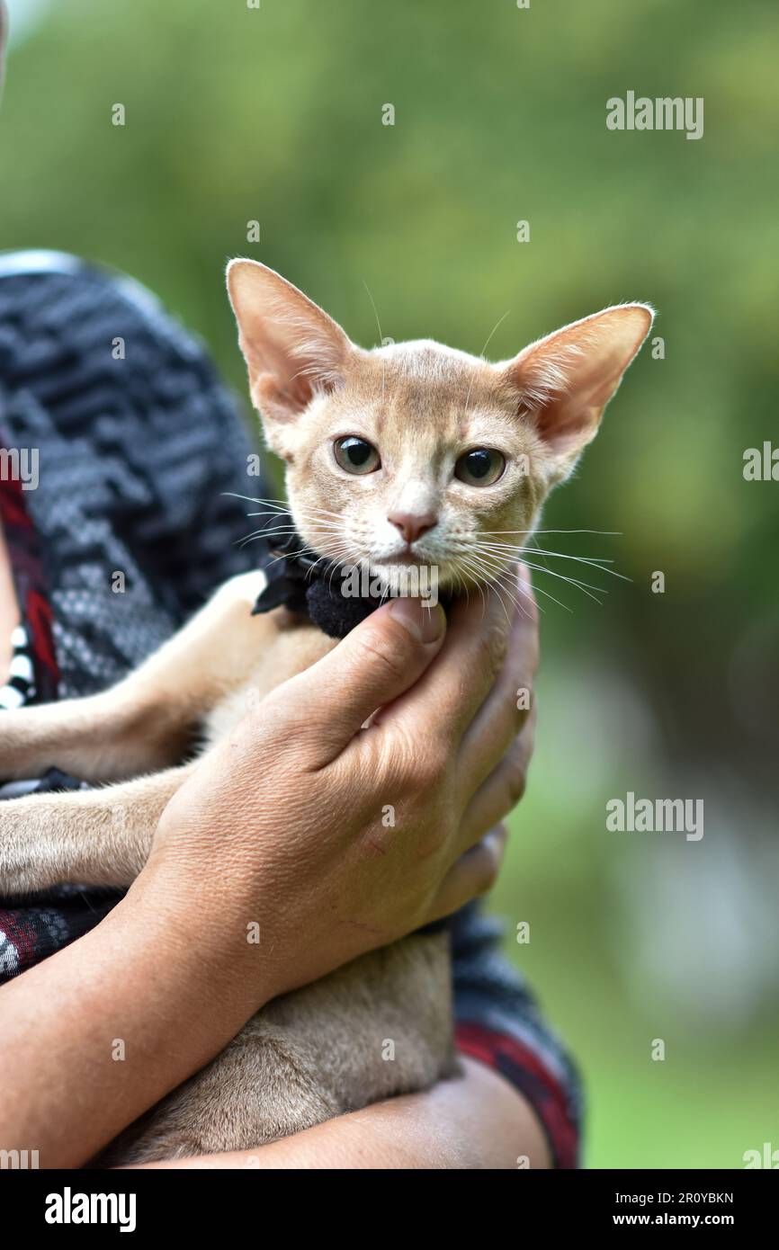 Fawn and kitten sitting on grass hi-res stock photography and images ...