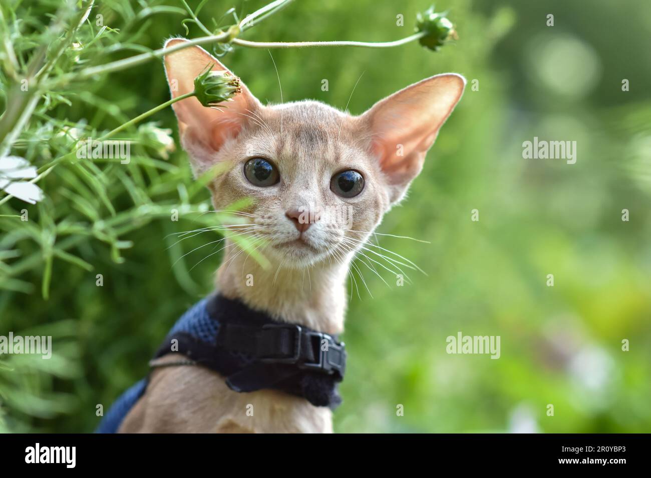 Abyssinian cat of fawn color, close-up portrait, walks along the lawn ...