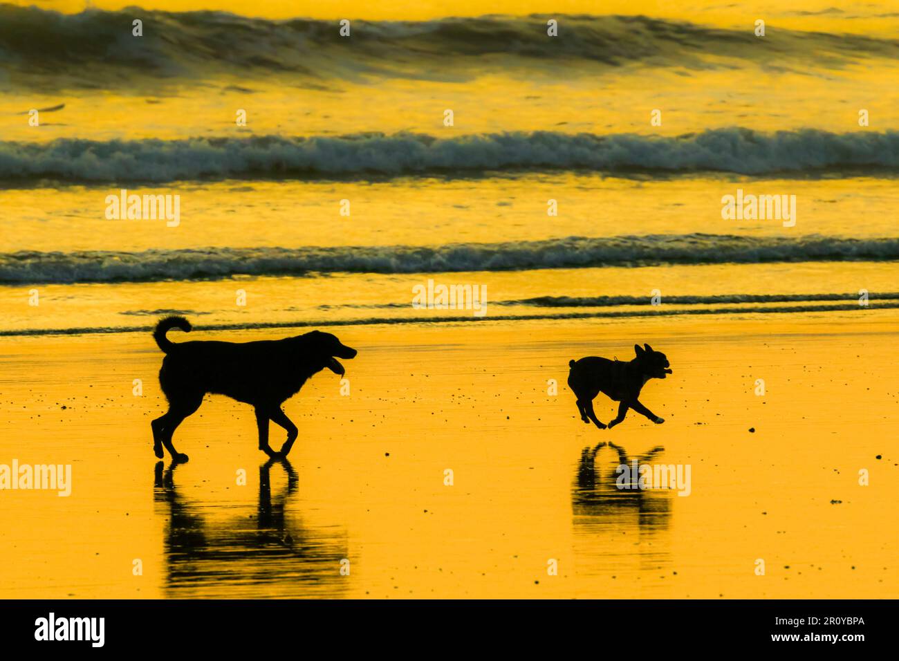 Silhouette of dogs enjoying a sunset walk at this popular, hip, surf ...