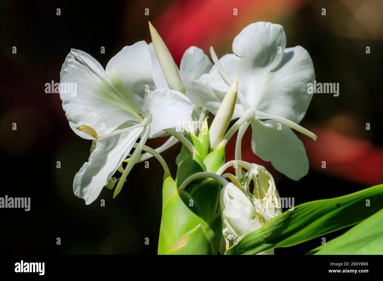 White Canna lily. First grown in the Americas as a food due to its ...