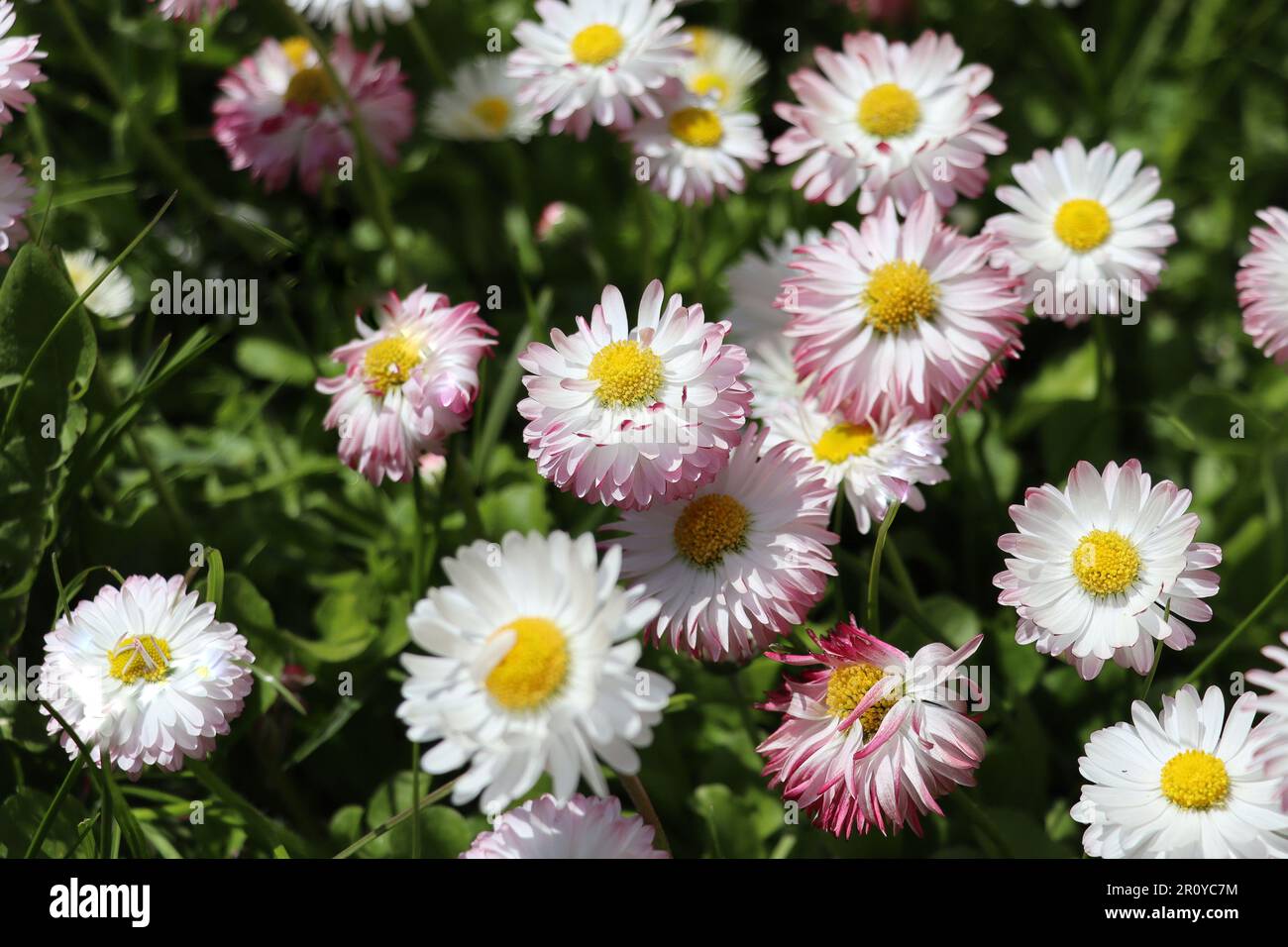 Beautiful meadow in springtime full of flowering white and pink common ...