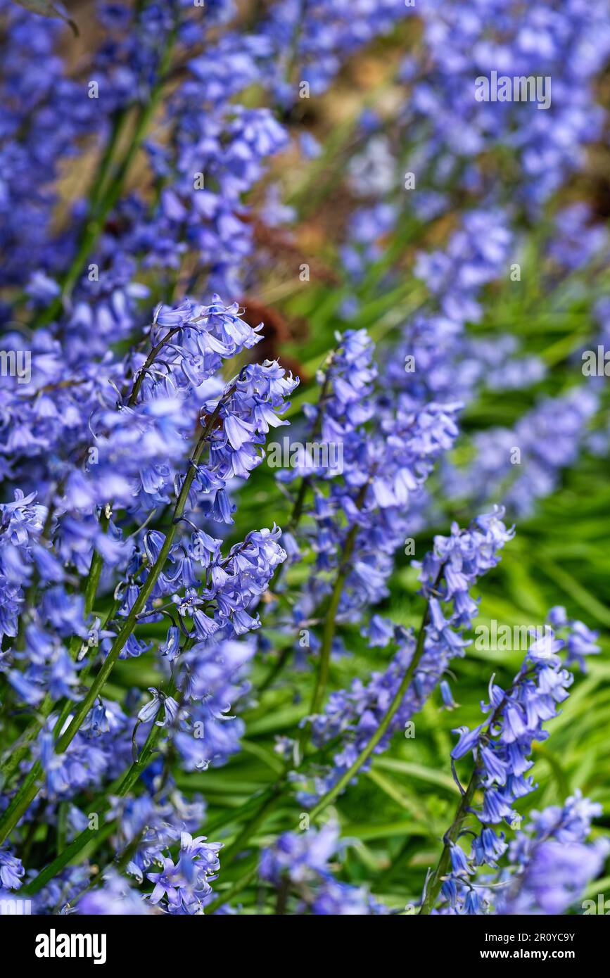 Close up of common bluebell flowers, Hyacinthoides non- Scripta Stock ...