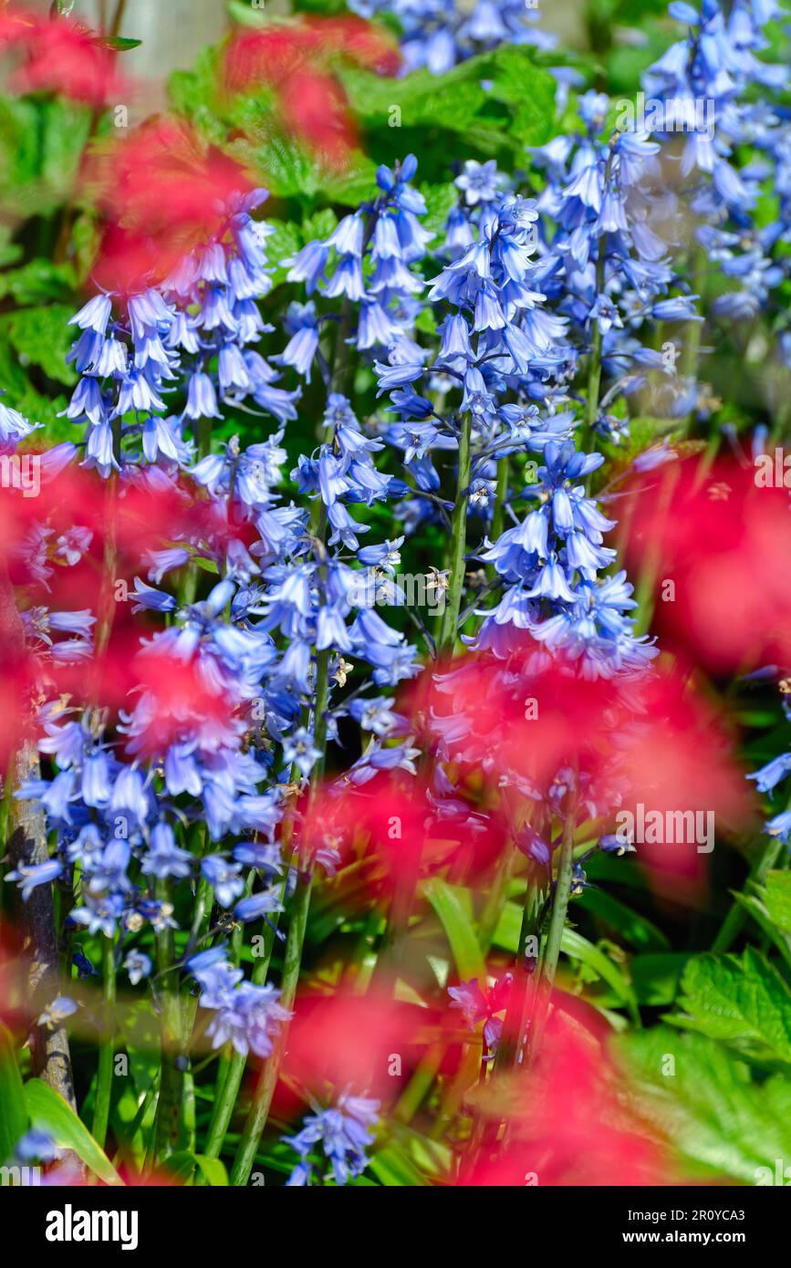 Close up of common bluebell flowers, Hyacinthoides non-scirpta ...