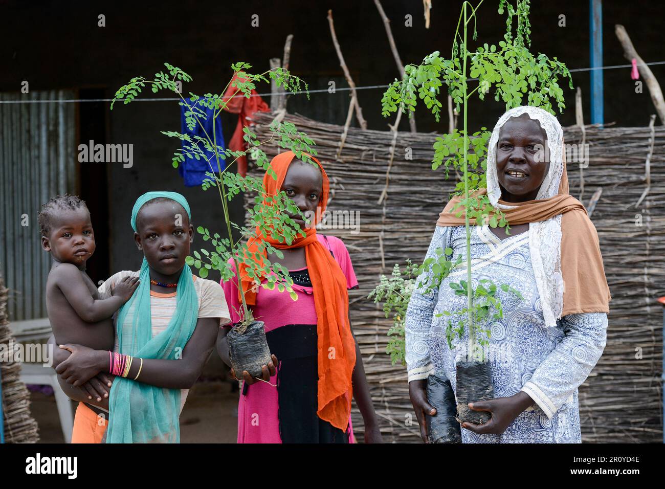 CHAD, Guéra, Bitkine, woman with seedlings of Moringa tree for income ...