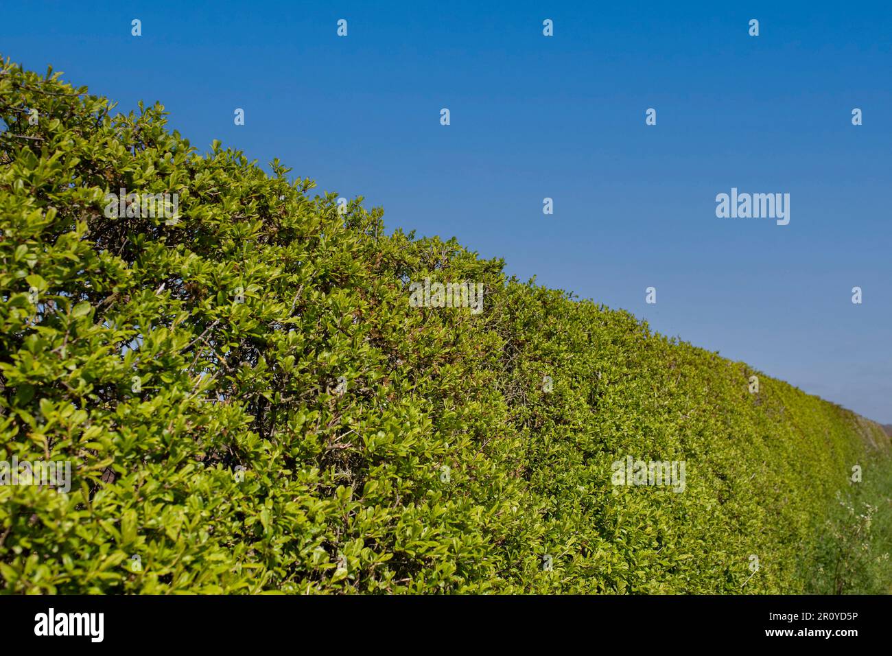 Freshly trimmed hedge hi-res stock photography and images - Alamy