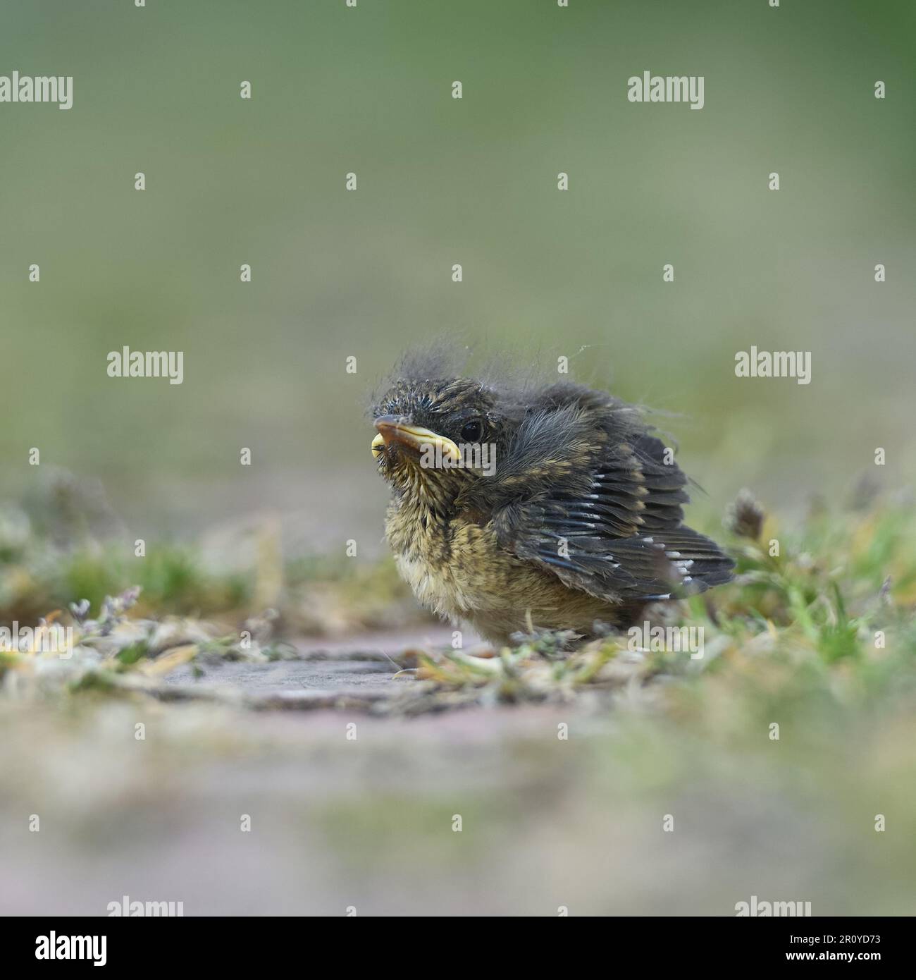 Young robin bird hi-res stock photography and images - Alamy