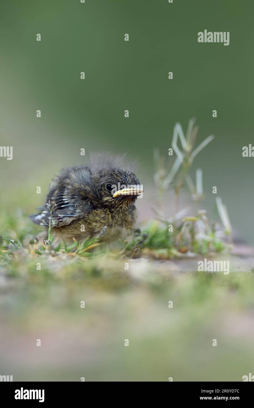 Bird chick... Robin *Erithacus rubecula*, not yet fledged young bird ...