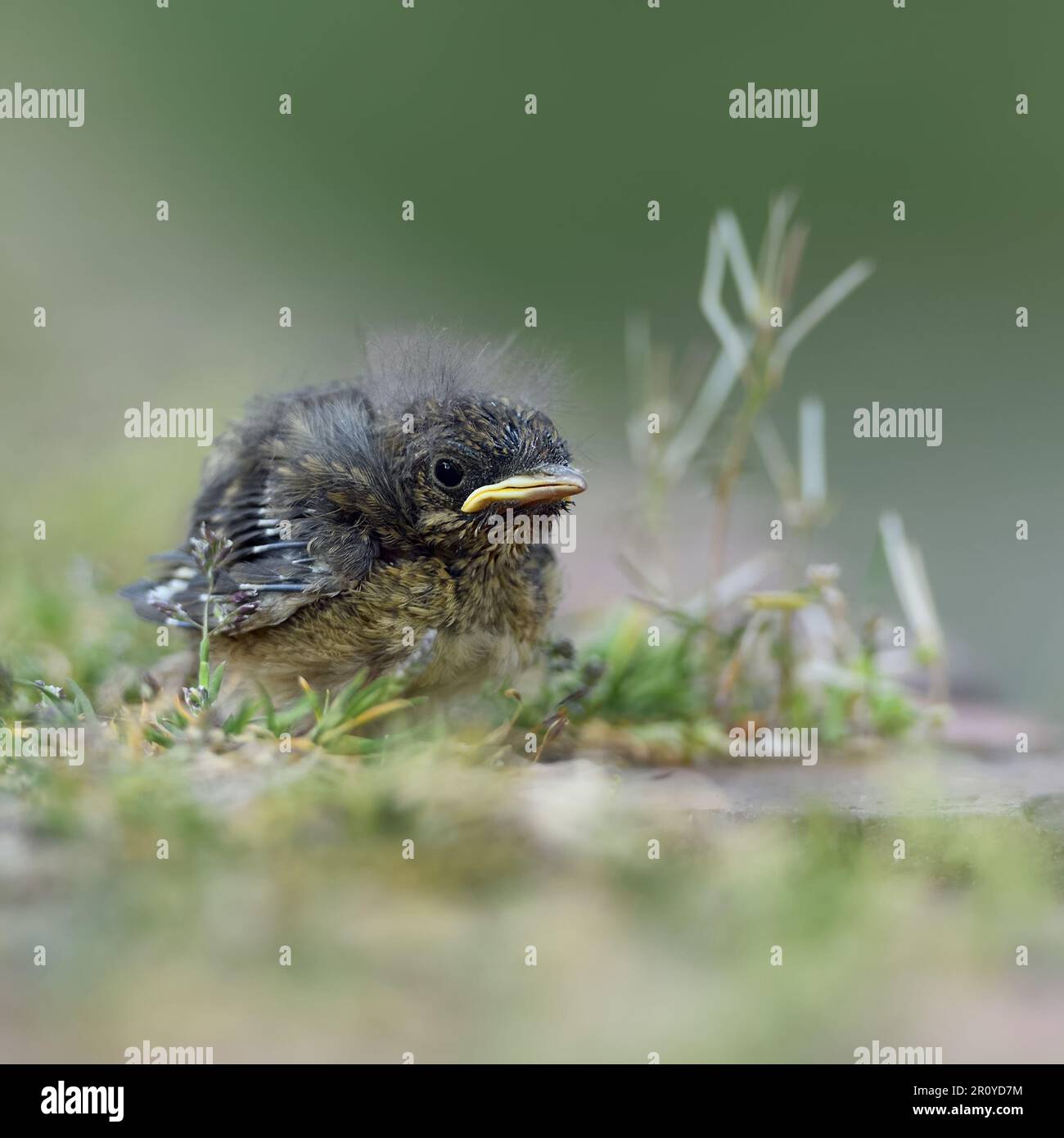 Bird chick... Robin *Erithacus rubecula*, not yet fledged young bird ...
